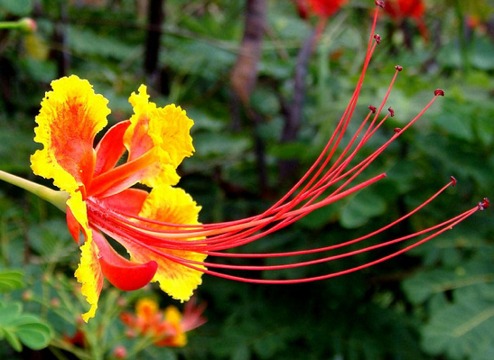 4. Golden Sunburst – Self Image Grower | Melissa Assilem.com