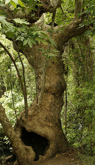 5. Oriental Plane Tree – Open Sociability | Melissa Assilem.com